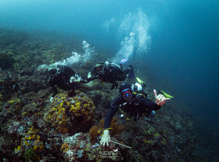 Blue Marlin Dive Sites